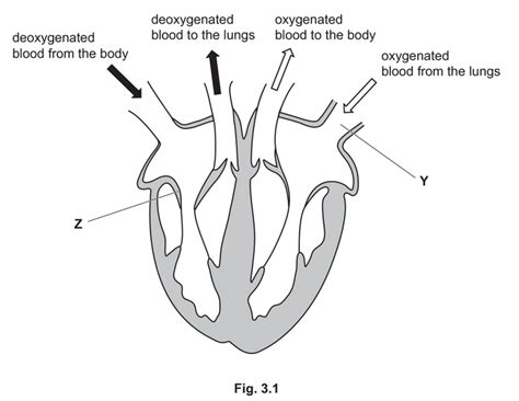 Igcse Biology 0610 9 2 Heart Igcse Style Questions Paper 3