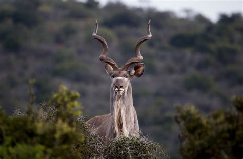 African Kudu Horns