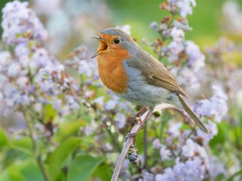 European Robin All Bird Species