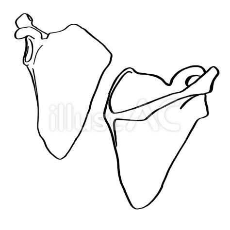 41 Scapula Bone Unlabeled