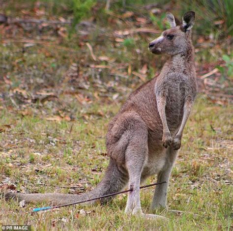 Animal Justice Party Claim Tourism Mascot Ruby The Kangaroo Would Be Shot And Hung Up In Real