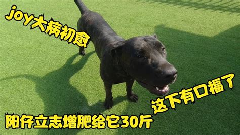 杀人犬joy大病初愈直接被选为当家种母立志10天增肥30斤 YouTube