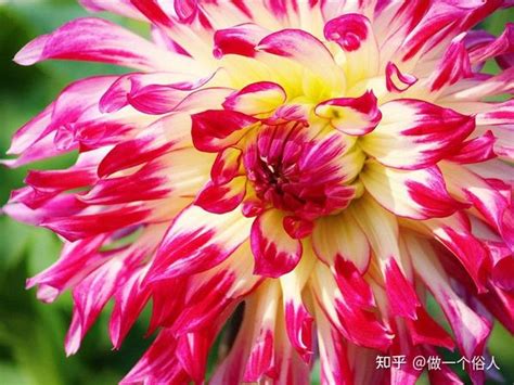 钱塘湖春行赏析 唐 白居易古诗 知乎