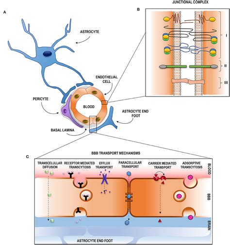 Name The Components Of Blood Brain Barrier At Adrienne Maldonado Blog