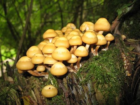 Mushroom Farming In Kenya In 2020