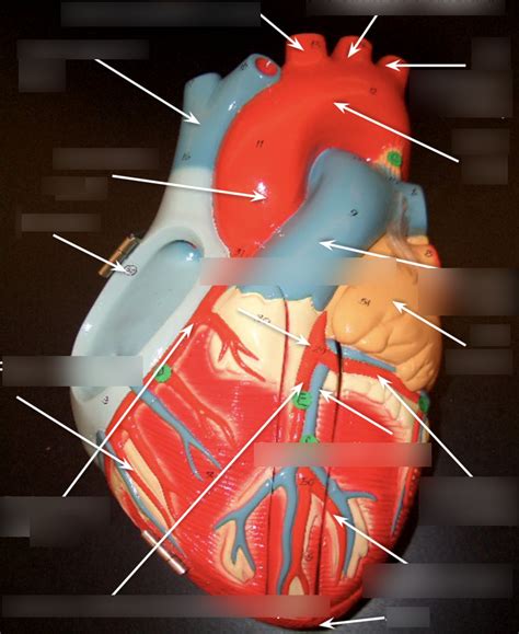 Heart Anterior View Diagram Quizlet