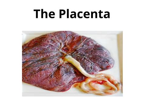Placenta Its Structure Development And Functions Normal Placenta Ppt