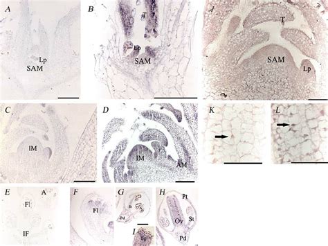 A To I Localization Of Ate2fb Transcripts By In Situ Hybridization In