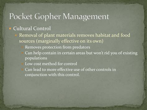 Ppt Pocket Gopher Powerpoint Presentation Free Download Id1600532