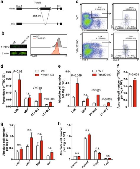 Ythdf2 Ko Leads To An Increase In Phenotypic Hscs In Mice A Deletion