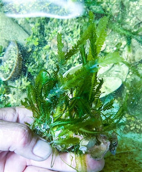 Fern Feather Rooted Macro Algae For Sale