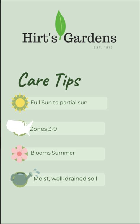 Fragrant Oriental Lily Josephine 2 Bulbs Garden World