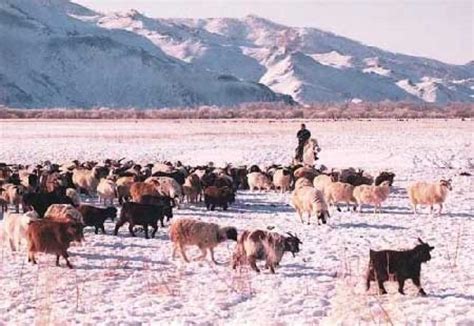 Малчид өвөлжилтийн бэлтгэлээ бүрэн хангажээ
