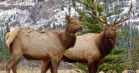 Majestic Monikers 360 Elk Names And Their Meanings Names Vaults