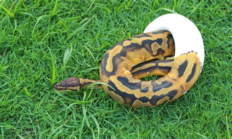 Python Animal Facts Pythonidae A Z Animals