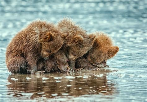 Alaskan Brown Bear Cubs Lake Clark National Park Alaska Flickr