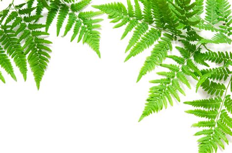 흰색 배경에 녹색 열대 고사리 잎의 상단보기 플랫 레이 최소한의 여름 개념 오피 공간 이미지 0명에 대한 스톡 사진 및 기타 이미지 Istock