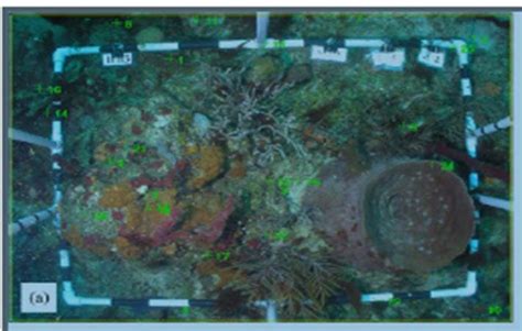 Photographing With Quadrat Transect 8 Download Scientific Diagram