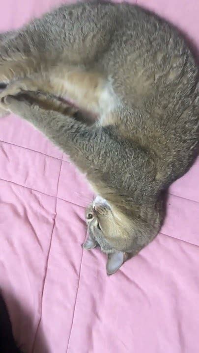 자다가 일어나는 암모나이트 고양이브이로그 Cat 크림냥 고양이영상 고양이 냥춘기 Cute 깜냥 Youtube