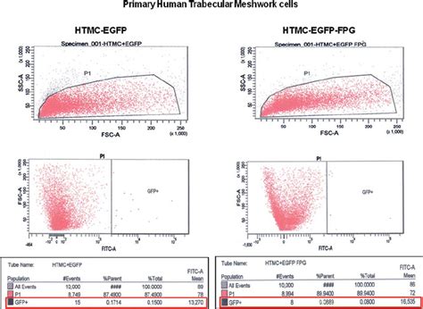 Fluorescence Of Htmc Transfected With Pegfp C1 Left And Pegfp C1 Fpg Download Scientific