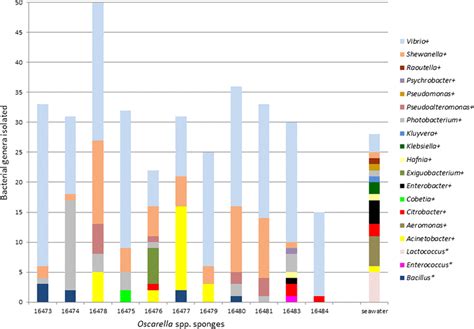 Taxonomic Affiliation Of The Bacterial Strains Isolated From 11 Download Scientific Diagram