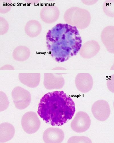 Basophil Granulocyte