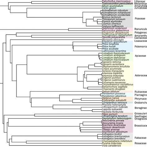 Regional Community Phylogeny Of Species Found In The Shrub‐steppe