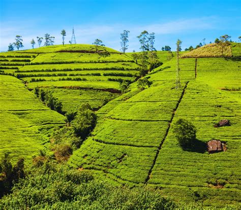 10 Things To Do In Ella And Nuwara Eliya Sri Lanka Travel Deals