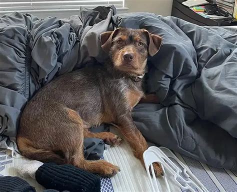 Pitbull Mix With Yorkie Characteristics Training And Care