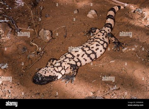 The Gila Monster Heloderma Suspectum A Species Of Venomous Lizard