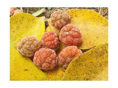 Buy Rare Hardy Fruit Tree Chinese Raspberry Tree Maclura Or Cudrania Tricuspidata Easy To