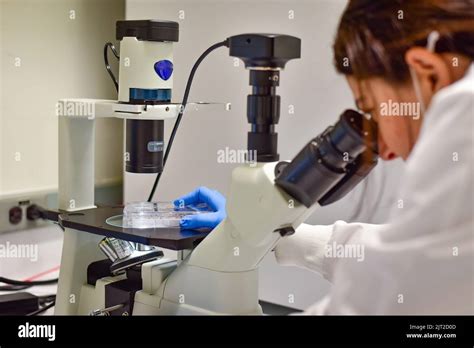 Beautiful Woman Examines Cell Culture Under Microscope Stock Photo Alamy