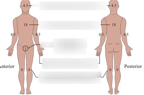 Trunk Diagram Quizlet