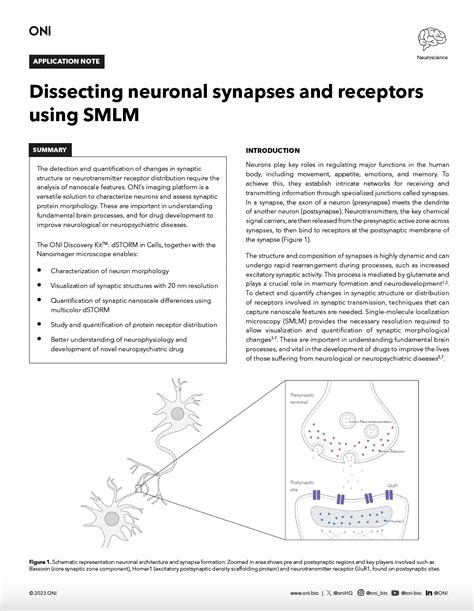 dissecting neuronal synapses and receptors using smlm