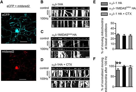 Reduction Of Axonal Mitochondrial Transport Following Electrical
