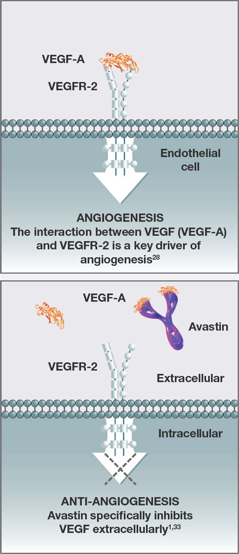 Avastin® Bevacizumab Proposed Moa Cc Treatment