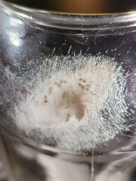 I Caught A Jumping Spider A While Ago And She Had Babies There Arent
