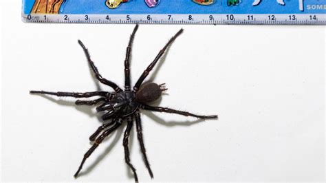 Big Boy Is New Sydney Funnel Web Spider Species The Chronicle