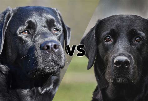American Lab Vs English Lab Size At Emma Rouse Blog