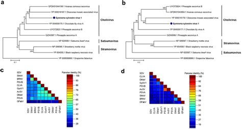 Phylogenetic Trees A B And Sequence Identity Matrices C D Showing Download Scientific