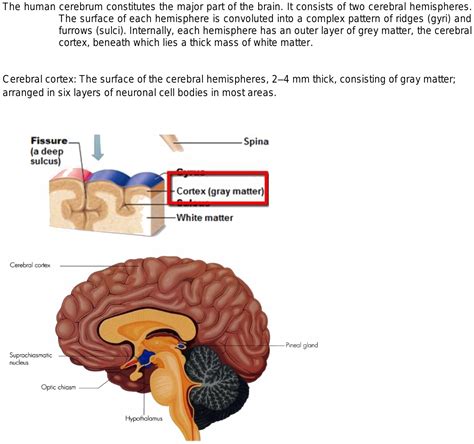 Meaning Of The Cerebral Cortex