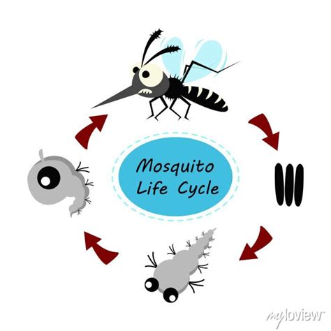 Mosquito Life Cycle Concept Vector Illustration Posters For The Wall