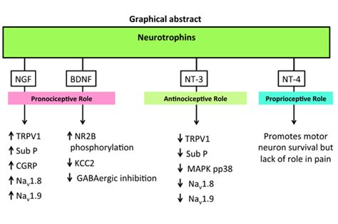 Neurotrophins