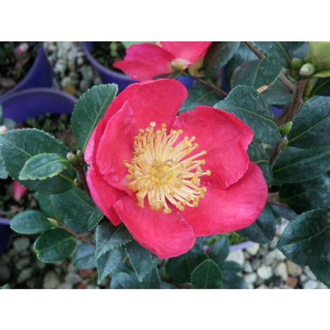Camellia Yuletide
