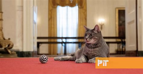 Esta é Willow Biden A Primeira Gata Dos Estados Unidos Pit