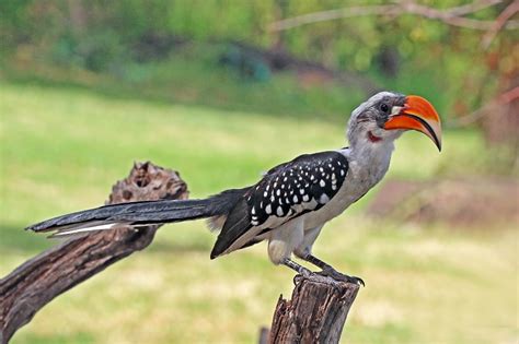 What Bird Is Zazu From The Lion King