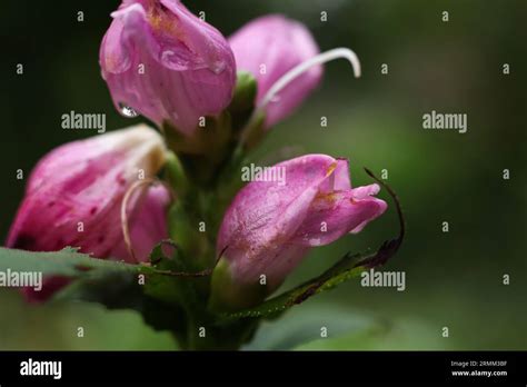 Selective Focus Chelone Obliqua The Red Turtlehead Rose Turtlehead Or