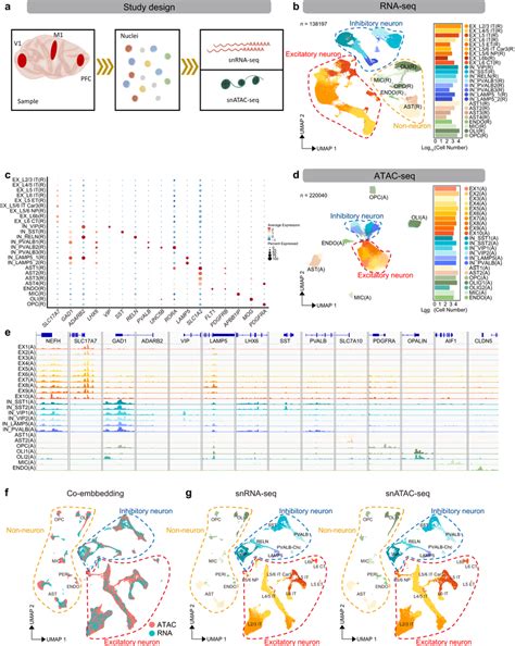 Single Nucleus Transcriptome And Chromatin Accessibility Of Macaque Download Scientific Diagram