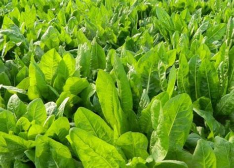 菊苣的功效与作用 有来医生