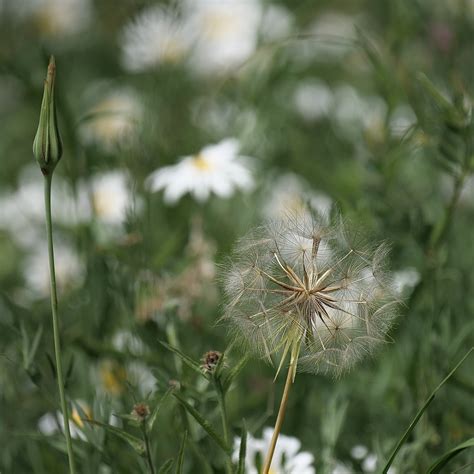 Goatsbeard Goatsbeard Tragopogon Pratensis John Freshney Flickr